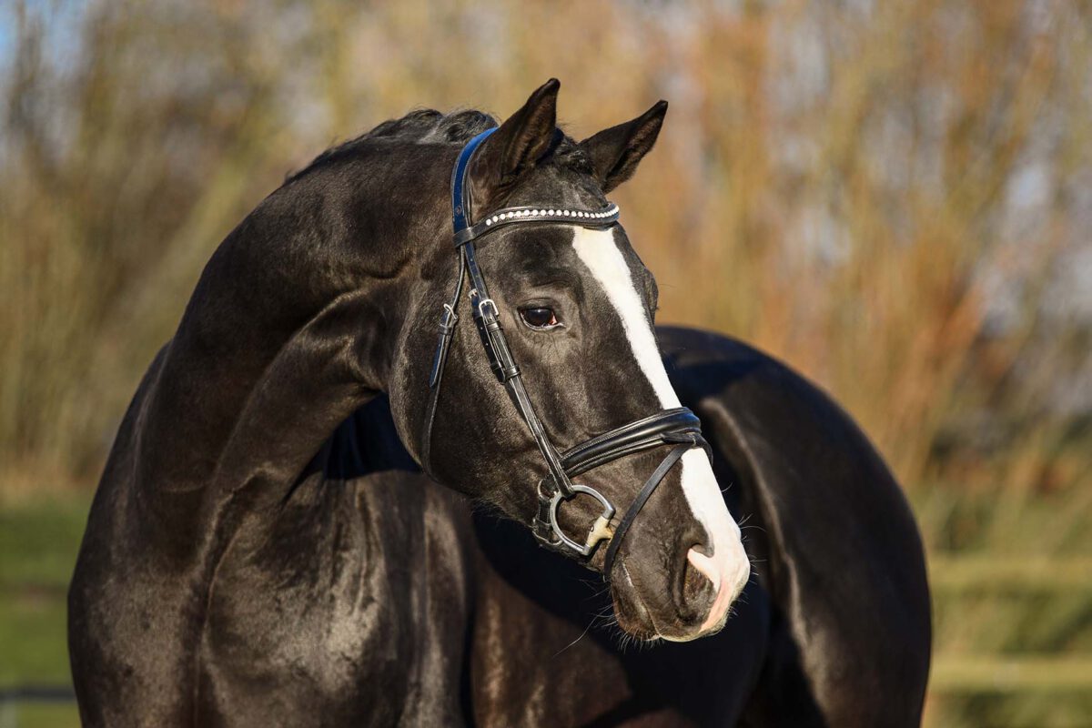 Dressurpferd Damian - Burghof Brodhecker 2023